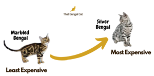 Prices of Bengal Cats: The Definitive Global(ish) Guide [2021]