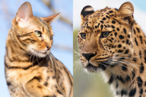 Types of Bengal Cat: The Beginner’s Guide - That Bengal Cat