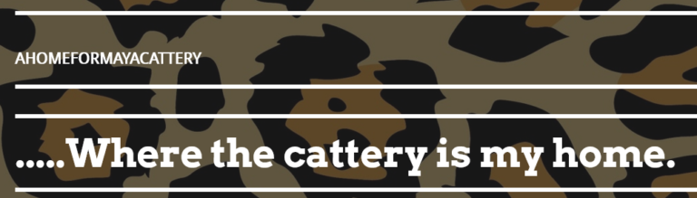 7 Things You MUST Know Before Owning A Bengal Cat - That Bengal Cat