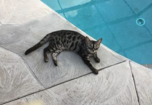 Types of Bengal Cat: The Beginner’s Guide - That Bengal Cat