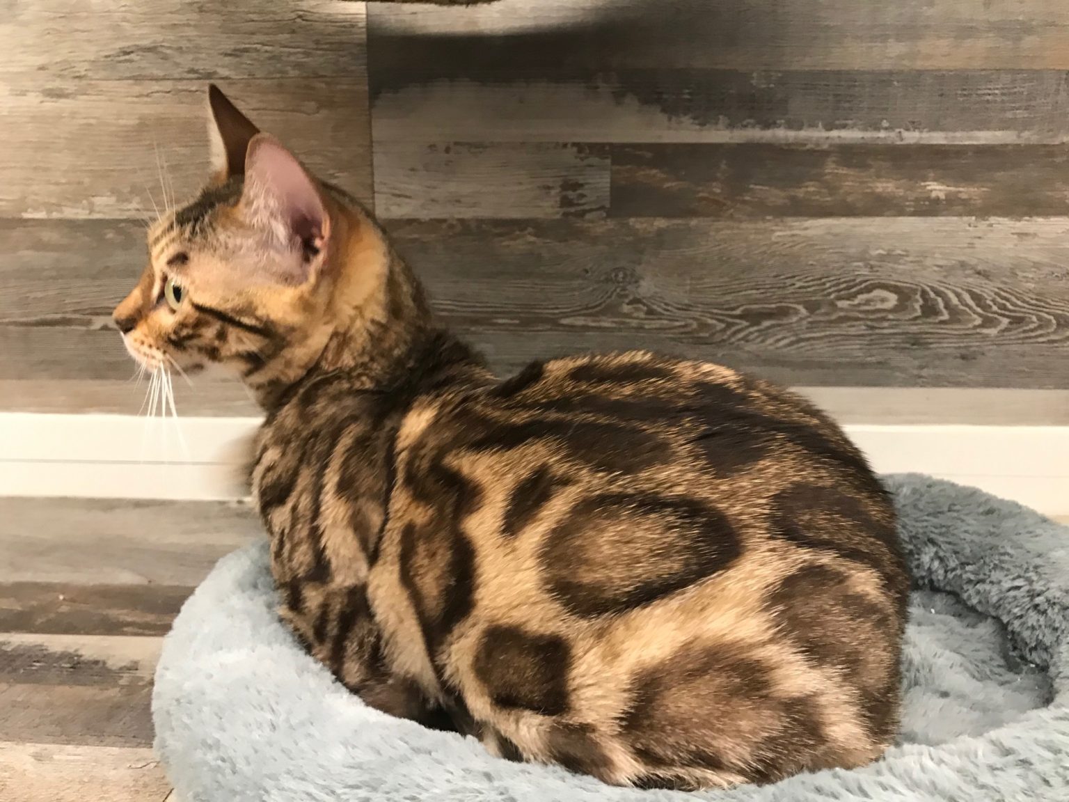Types of Bengal Cat: The Beginner’s Guide - That Bengal Cat