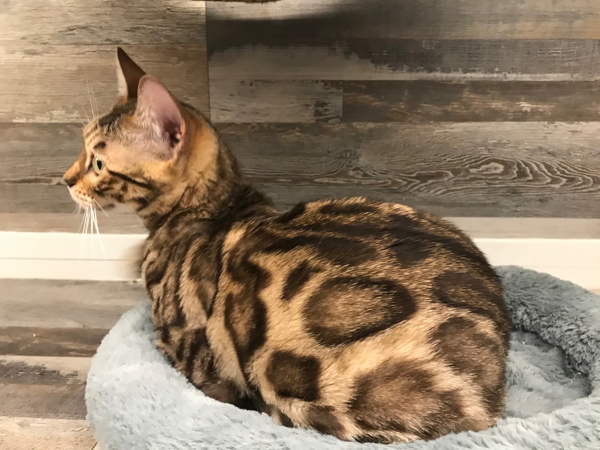 Types of Bengal Cat: The Beginner’s Guide - That Bengal Cat