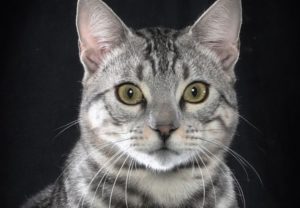 Types of Bengal Cat: The Beginner’s Guide - That Bengal Cat