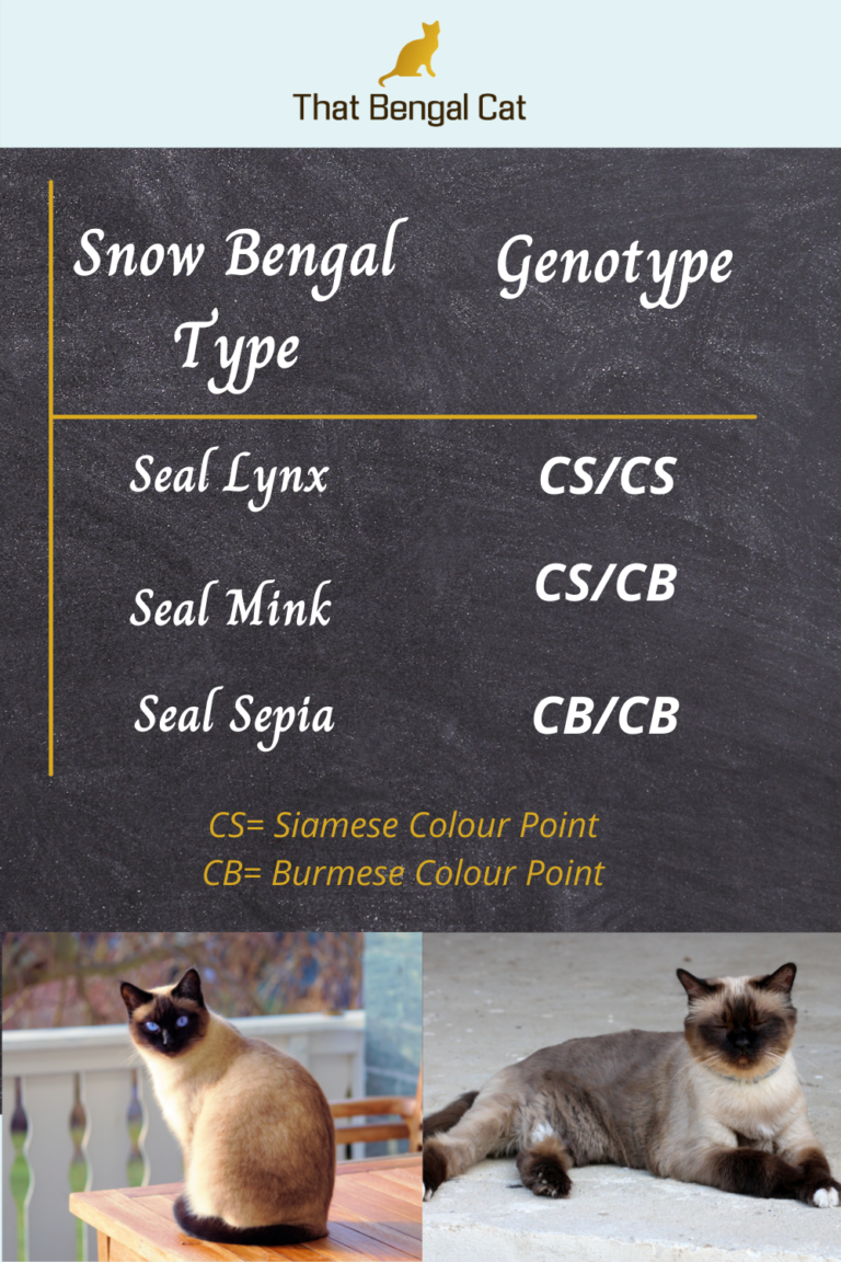 Snow Bengal Cats: The Most Definitive Guide - That Bengal Cat