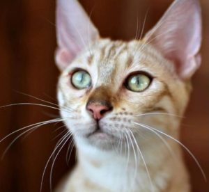 Bengal Rosetted Patterns: The Beginner’s Guide - That Bengal Cat