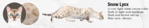 Snow Bengal Cats: The Most Definitive Guide - That Bengal Cat
