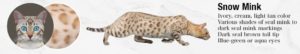 Snow Bengal Cats: The Most Definitive Guide - That Bengal Cat