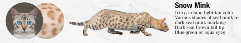 Snow Bengal Cats: The Most Definitive Guide - That Bengal Cat