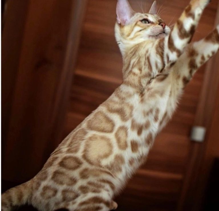 Snow Bengal Cats: The Most Definitive Guide - That Bengal Cat