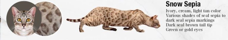 Snow Bengal Cats: The Most Definitive Guide - That Bengal Cat