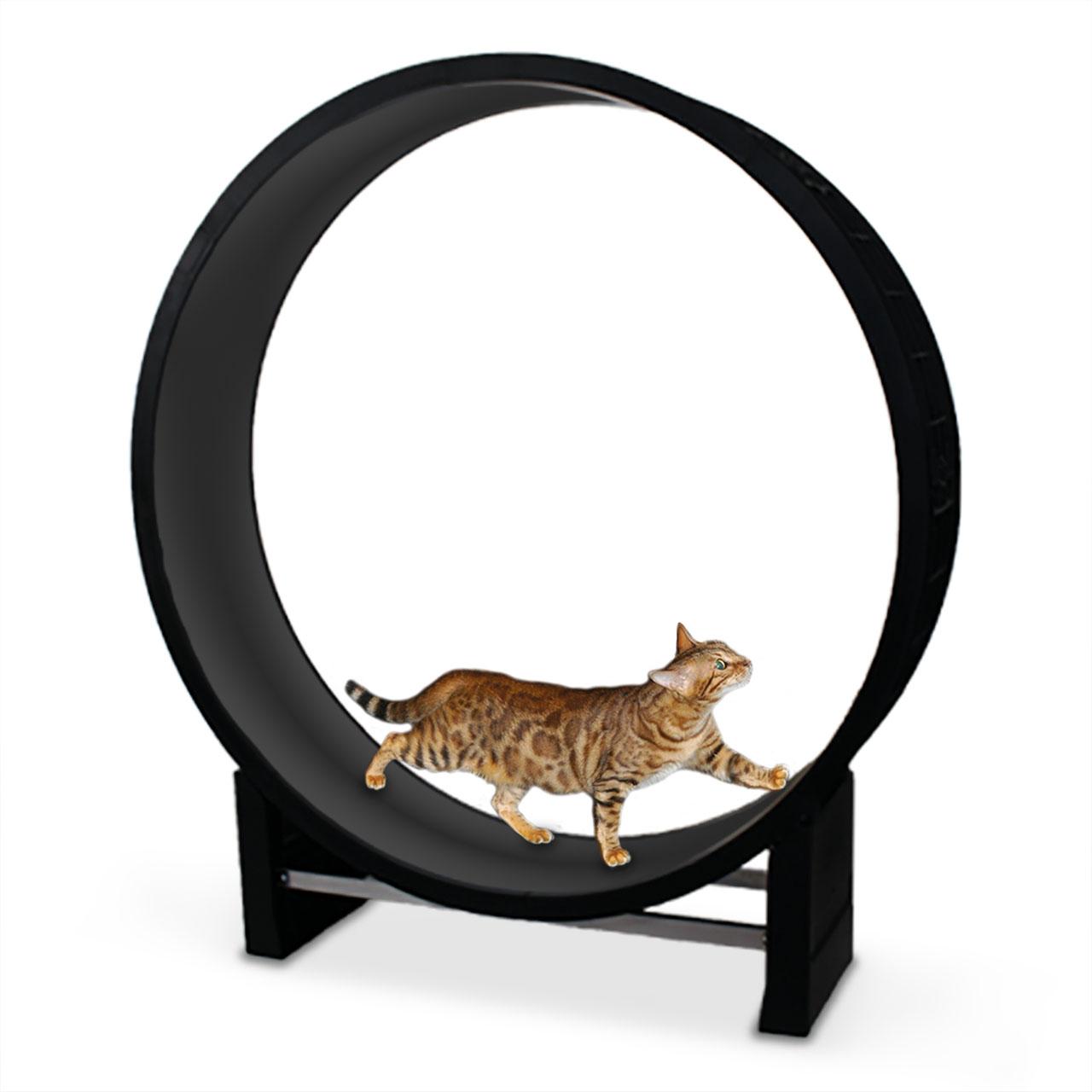 Which Bengal Cat Wheel to Buy?[9 of the best] - That Bengal Cat