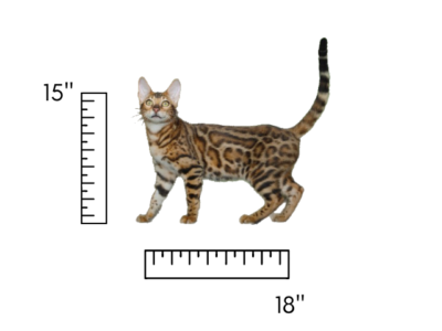 How Big Do Bengal Cats Get? The Beginner’s Guide - That Bengal Cat