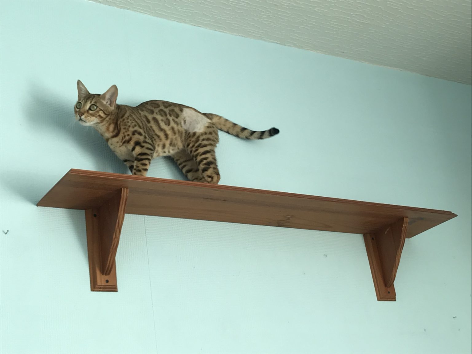 Blog - That Bengal Cat